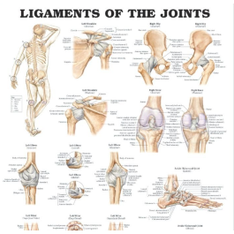 Ligaments of the Joints Anatomical Chart